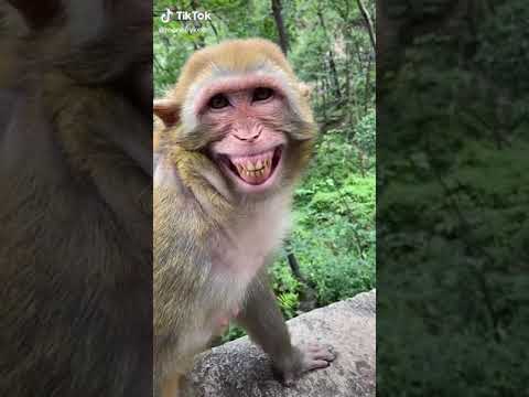 Cute monkey dance funny monkeys videos #short #animals #monkey compilation 13