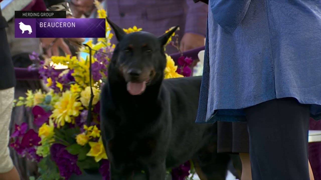 Beaucerons | Breed Judging 2023