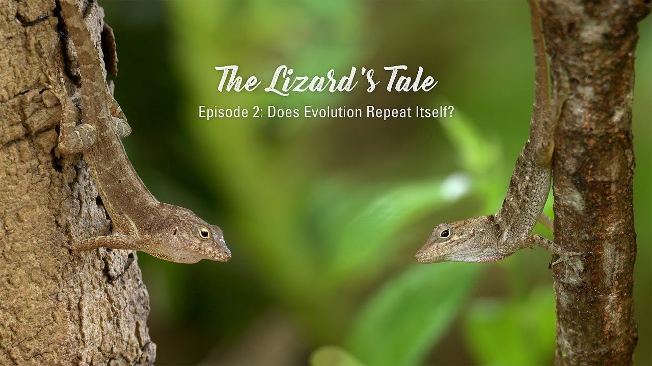 The Lizard's Tale - Episode 2: Does Evolution Repeat Itself?