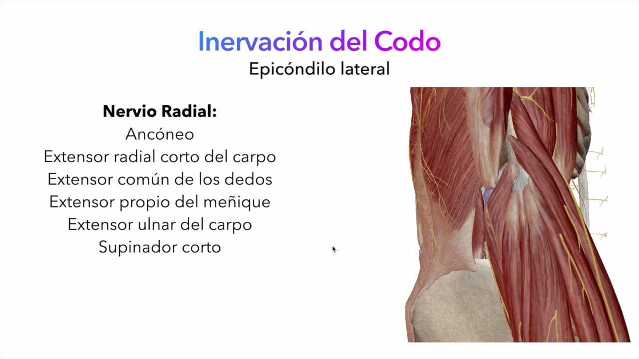 Inervación del Codo