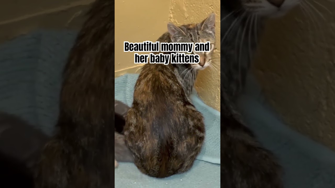 Beautiful mommy just gave birth to her baby kittens. So tired but worth it for beauties she created