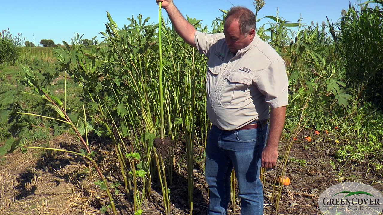 Okra - Test Plots 2019