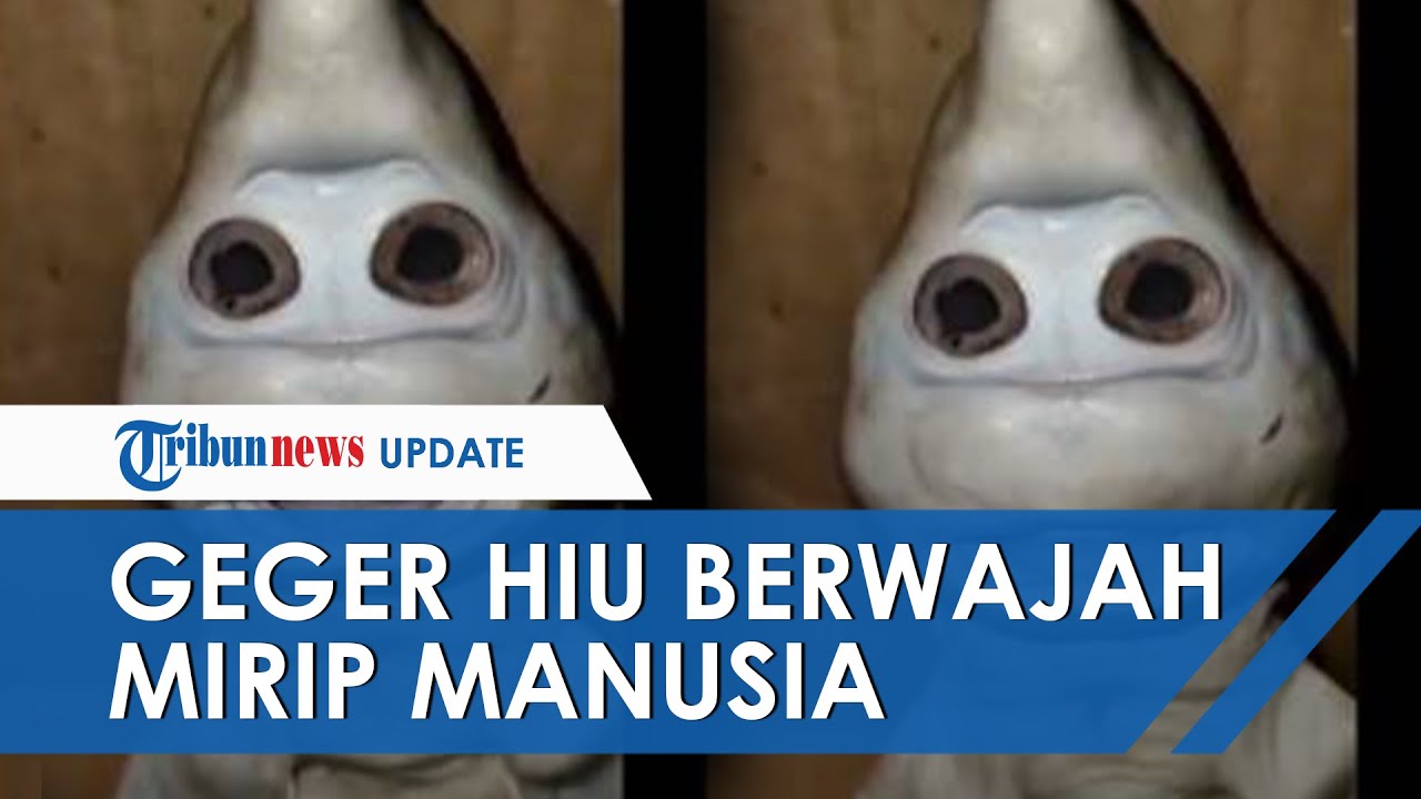 Begini Penampakan Ikan Hiu Berwajah Mirip Manusia yang Gegerkan Warga ...