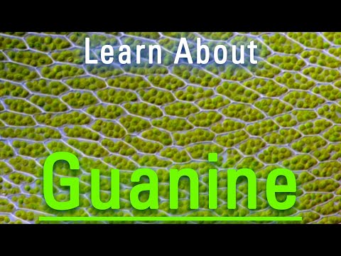 How to Say Guanine in English? | What is Guanine? | How Does Guanine Look?