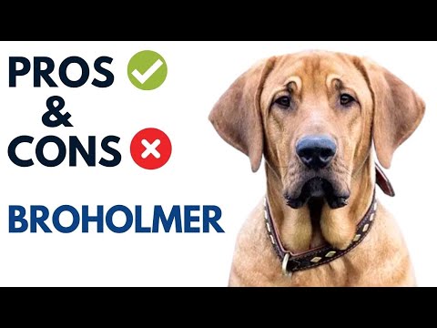 Broholmer Pros and Cons | Danish Mastiff Advantages and Disadvantages