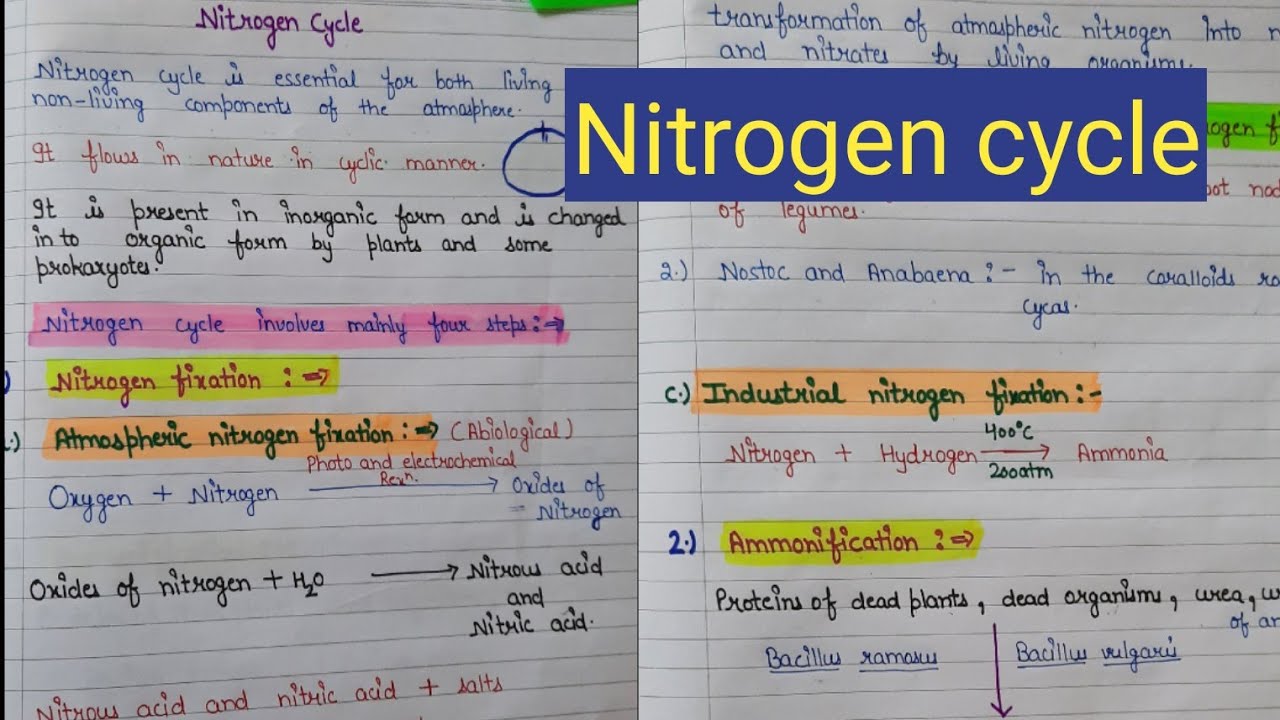 Understanding the Nitrogen Cycle: Processes and Importance | Galaxy.ai