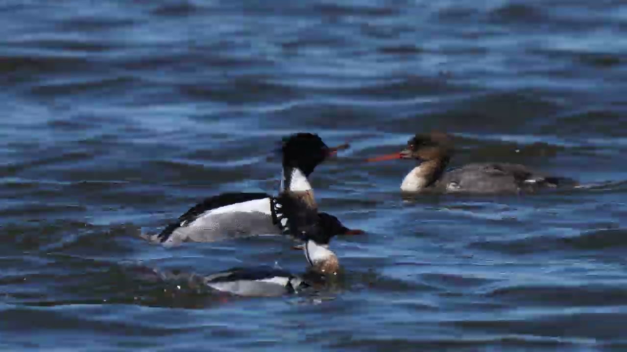 North American Red-breasted Mergansers move, chase and dive as they feed on a northern USA lake