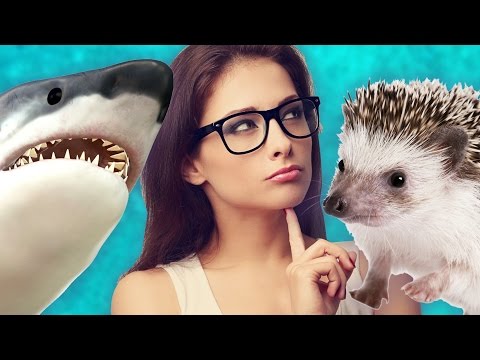 Is Your Vision Better Than These Animalsβ?