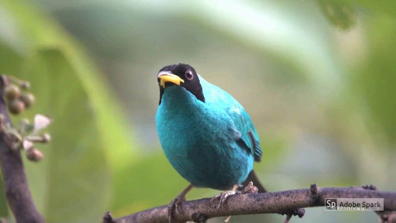 Green honeycreeper