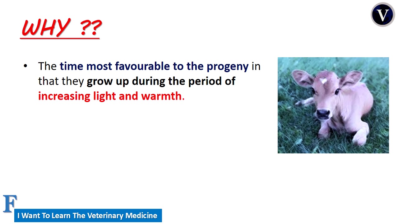 Cattle Theriogenology (1) diff bet. nature & AI