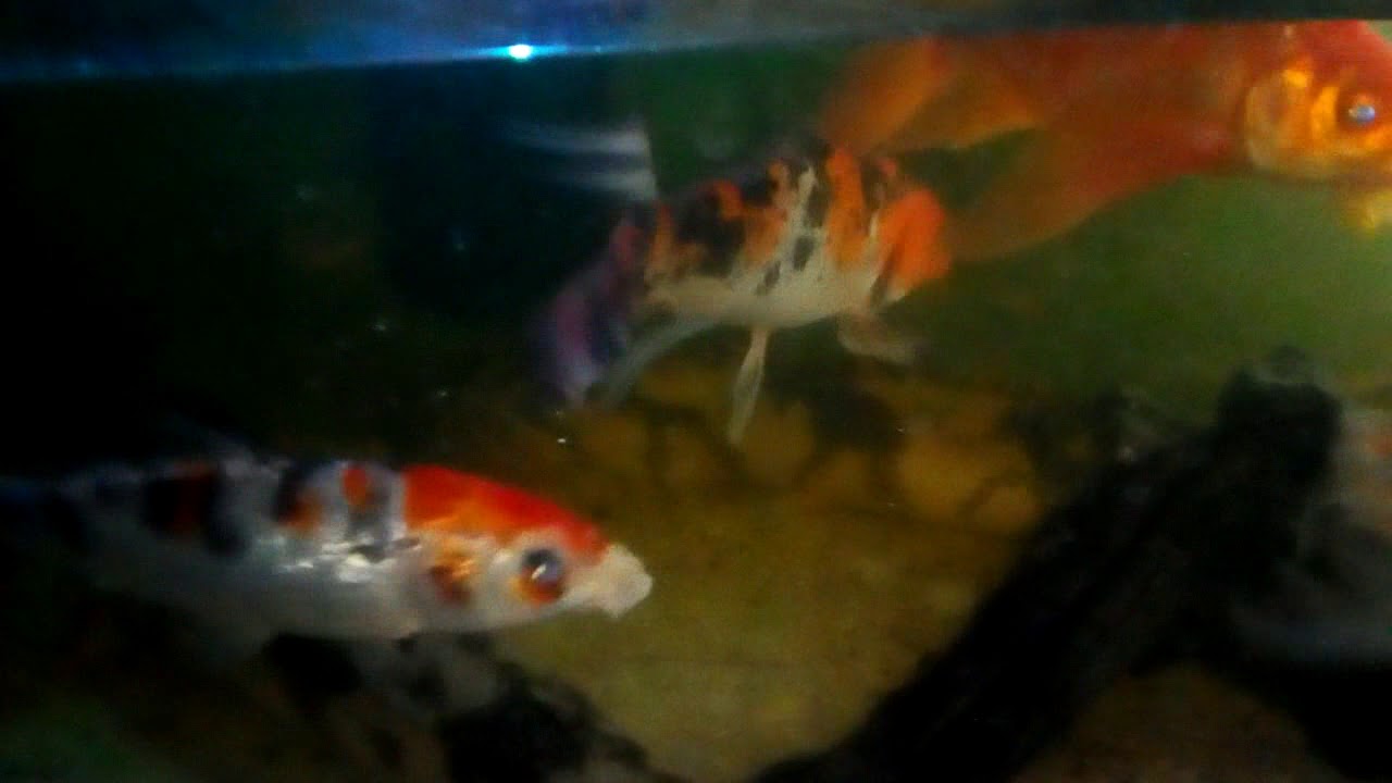 Butterfly Koi and Angel pissing