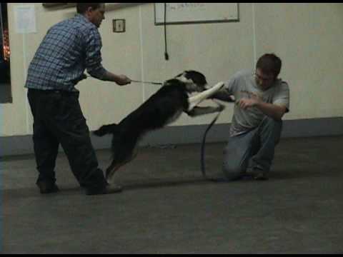 Huck Protection training @ RR Professional Dog Training