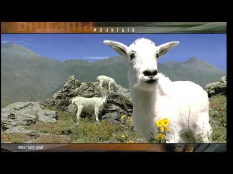 Wide World Of Animals Demo
