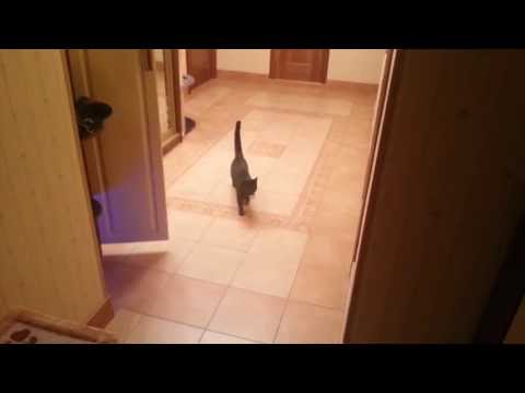 Steam Community :: Video :: Фиёра: "Мышиный квест. Рекурсия. Часть №1." \ Fiora: "Mouse quest ...