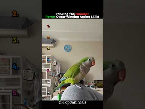 Ranking The Funniest Parrot Oscar Winning Acting Skills π€£ #parrot #shorts
