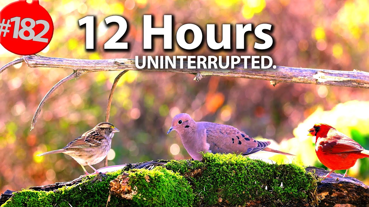 TV for Cats to Watch 😻 Best of Uninterrupted Cat TV Videos 🐦12 Hour Compilation of Birds @LensMyth