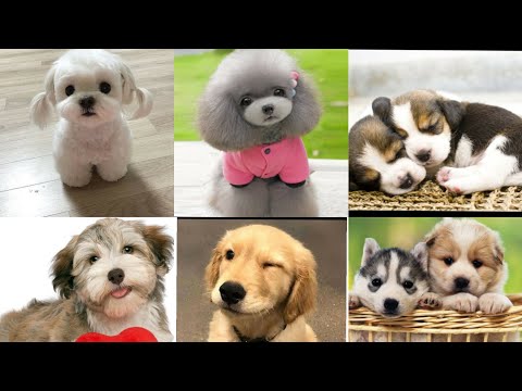Cute dog collection 2021|Dog WhatsApp dp|dog wallpaper |HD wallpapers| dp collection #cutedogs #dogs