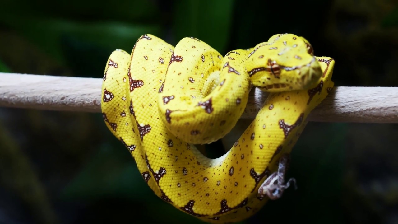 Feeding Green Tree Python (Morelia viridis) for a year