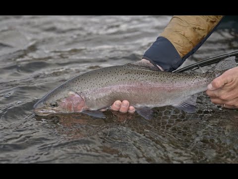 Fly Fishing for Steelhead on the Klamath River in California