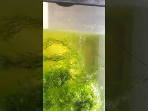 (Zuchtbucht 2020) Video junge Medaka „Green light“ outdoor 06.07.2020 ...