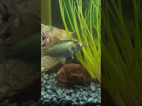Bottom Feeder Fish As A Pet πππ
