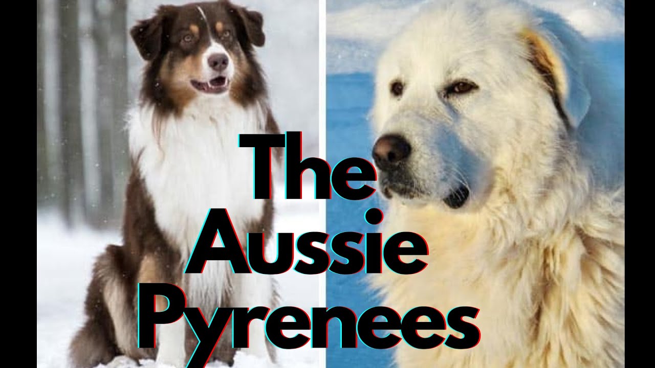 Meet The Endearing Great Pyrenees Australian Shepherd Mix!