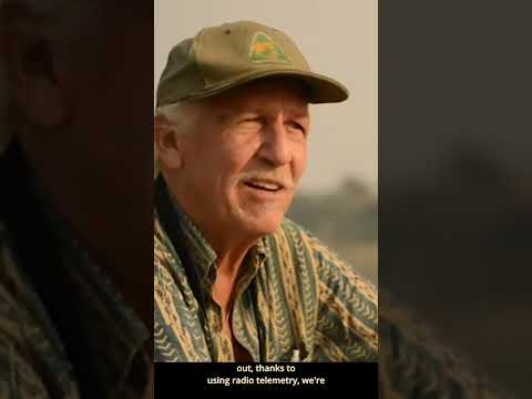 Living with Big Predators: Indian Gharials