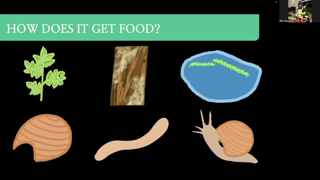 BIOL 112 Protostomes Video Project Spring 2026