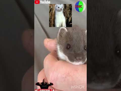 Why stoat are the most interesting weasels you’ve ever heard of