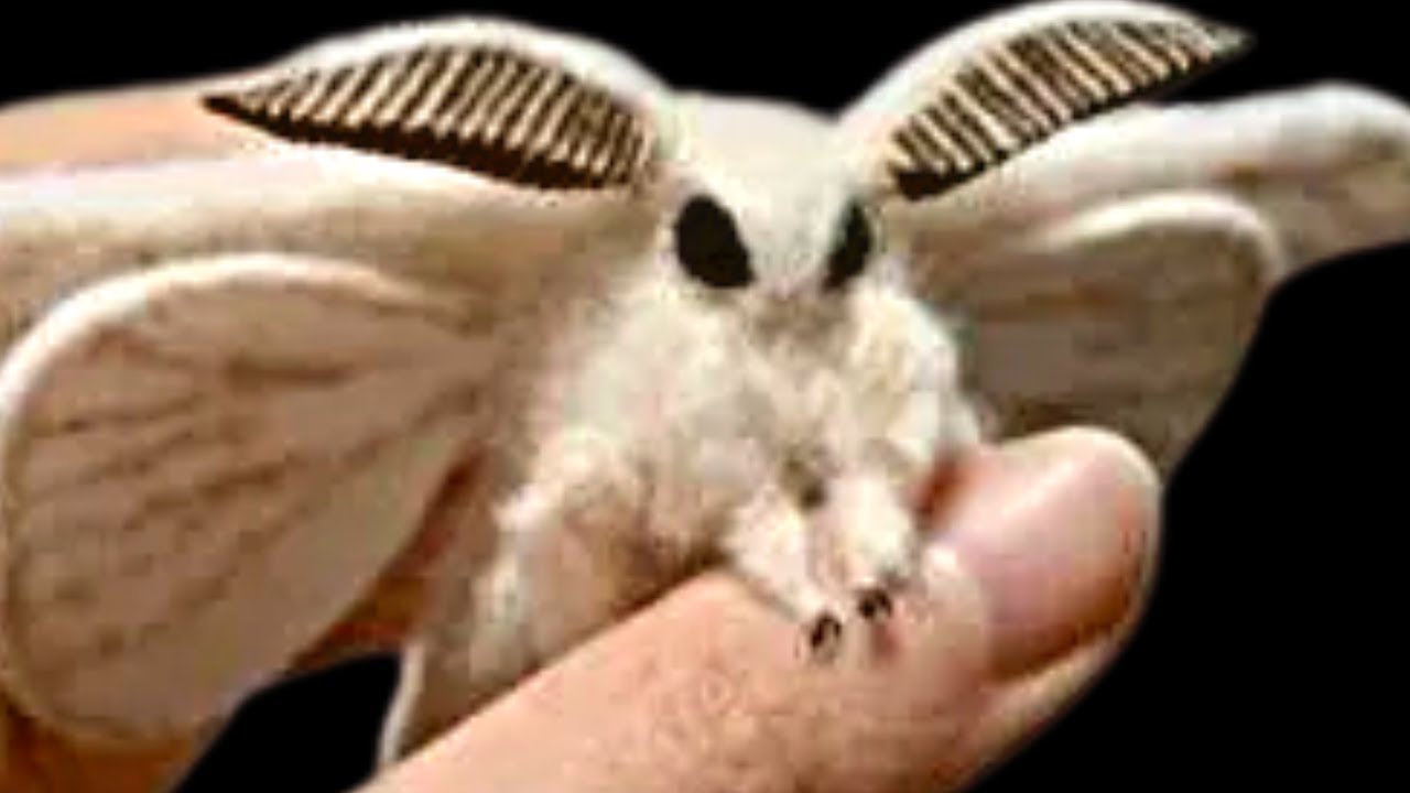 CUTE MOTH Faces