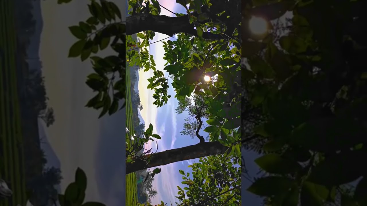 Cinematic Sawah Dan Taman Bunga | Runaway-Aurora