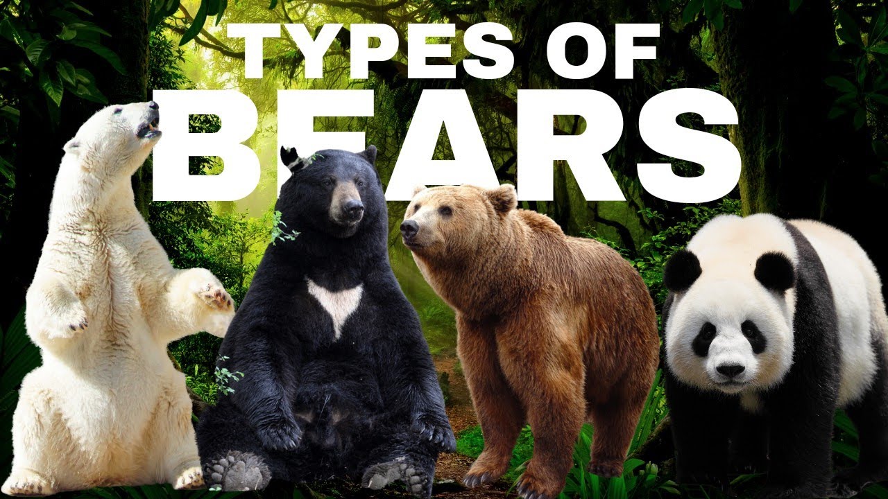 Different Types of BEARS | KNOWLEDGE POWER