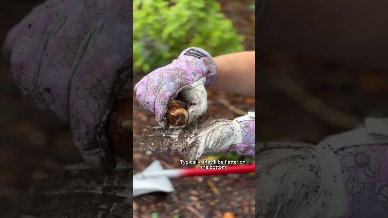 🌷 How To Plant Spring Bulbs in Fall 🍁