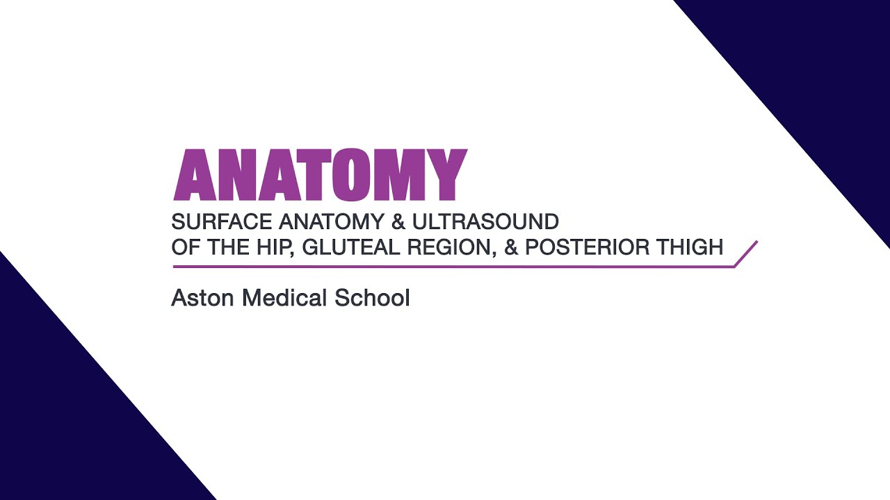 Surface anatomy & ultrasound of the hip, gluteal region, & posterior thigh