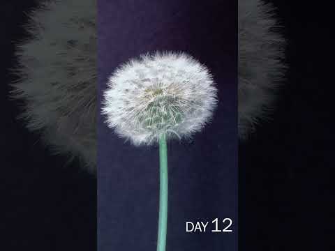 Dandelion Flower Time Lapse
