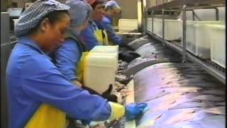 Seafood Processor Overview | What is a seafood processor? - Zippia
