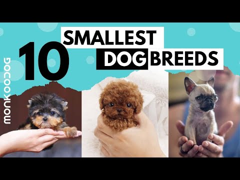 The SMALLEST DOG BREEDS in the World. || Monkoodog