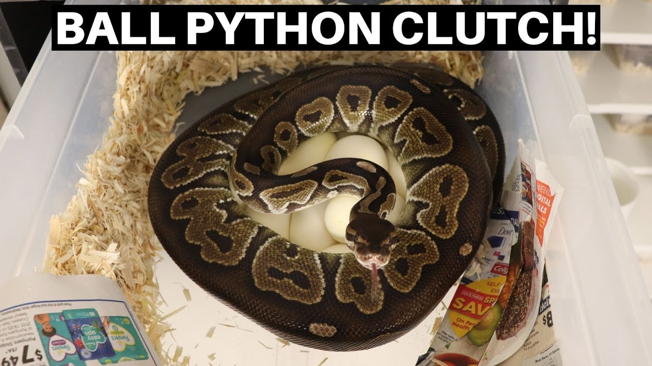Second Ball Python Clutch Of 2021! Coral Glow Ball Pythons! - Benjamin's Exotics