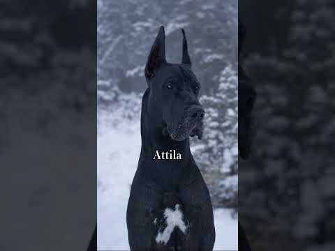 Female dog names #femaledog #dogshorts