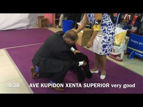 National championship Kerry blue terrier 2019, Moscow, Ron Ramsay, females