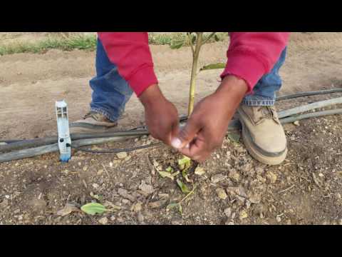 Grafting Krymsk 6 Rootstock Trees