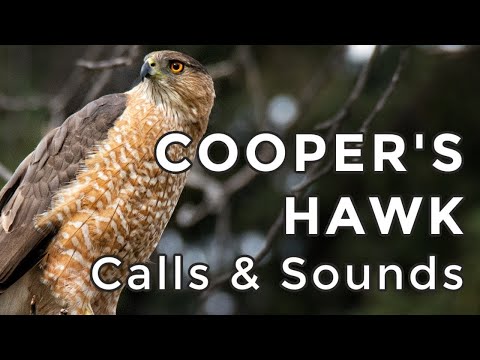 Cooper's Hawk Calls: The 3 sounds these backyard predators make! (2025)