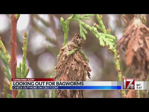 What to do if you have bagworms on your trees