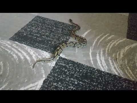 ball python exploring