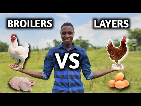 Broilers vs Layers: Which Poultry Farming Option Is Better for You ...