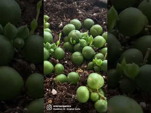 String of Pearls growth