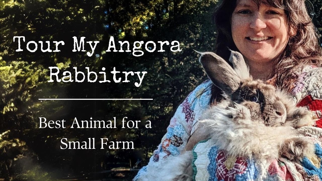 Best Animal for Small Fiber Farm: Tour My Angora Rabbitry