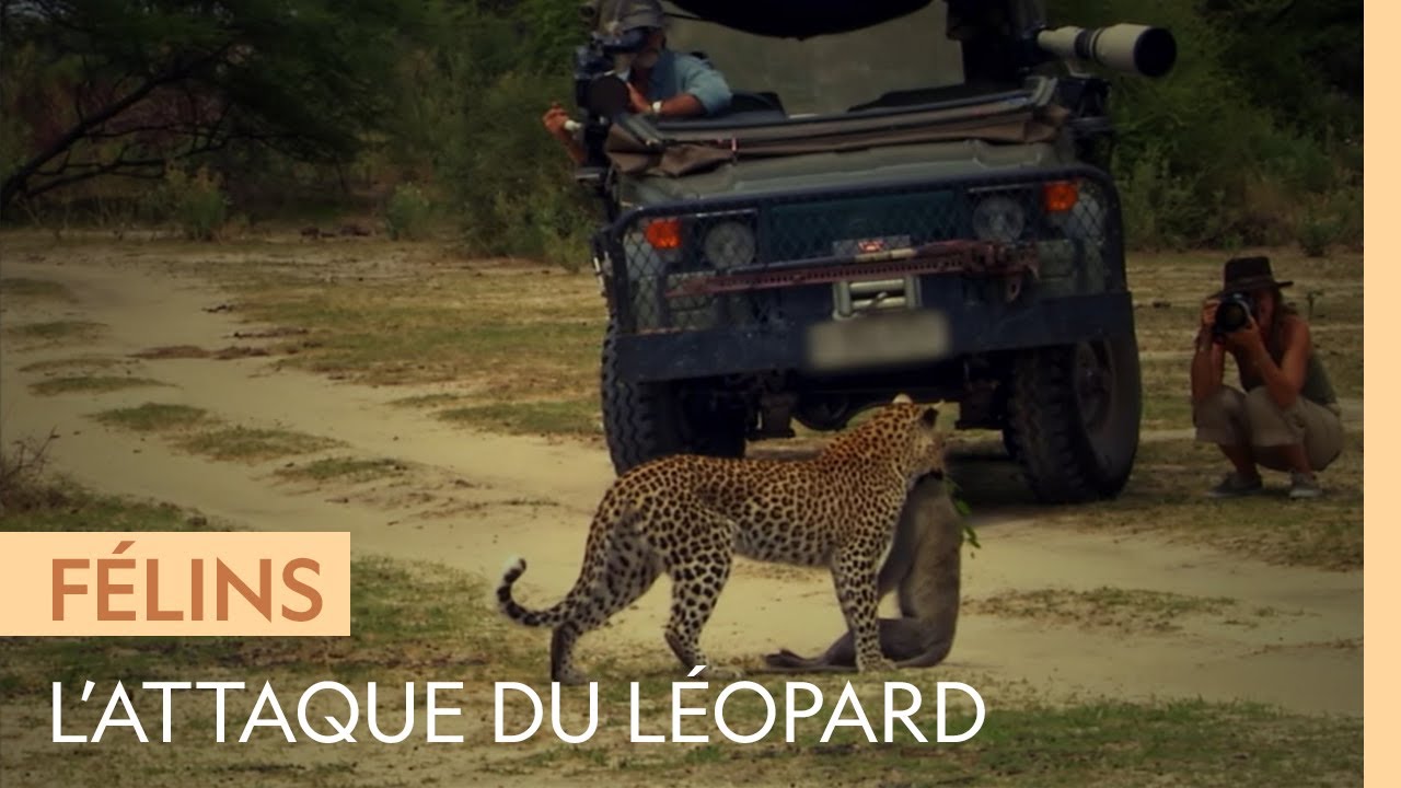 Documentaire | Ce singe a choisi le mauvais jour pour se moquer du léopard