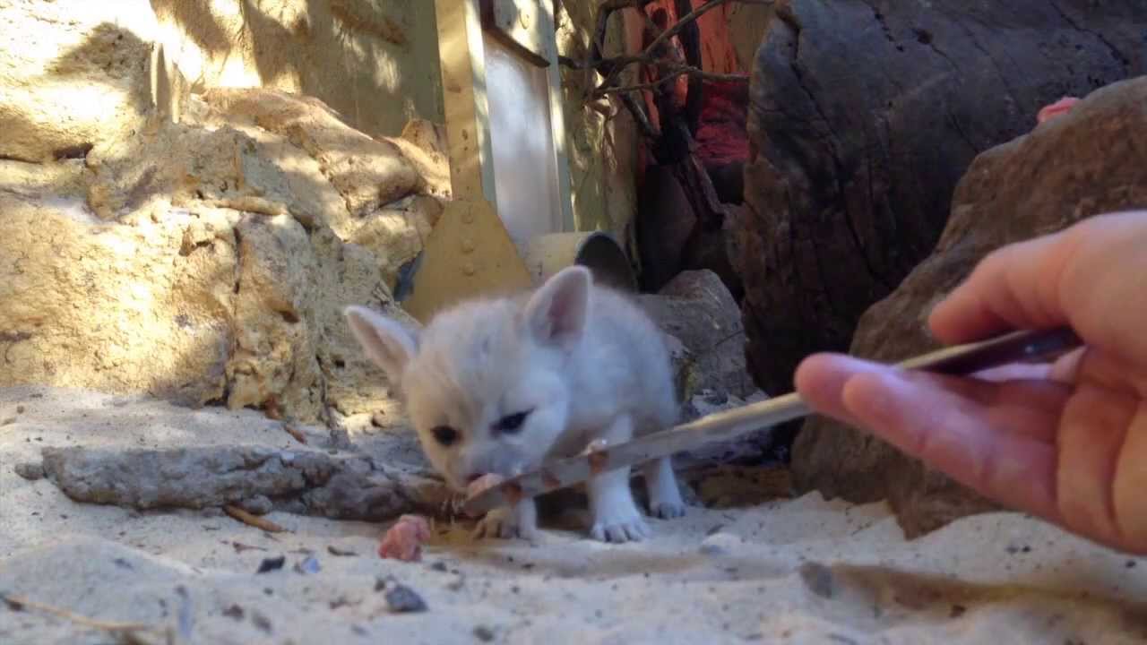 Fennec Fox kits at Taronga Zoo