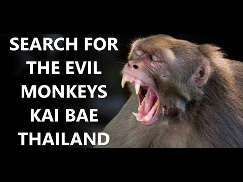 Thailand Search For The EVIL KILLER MONKEYS
